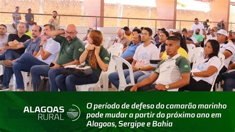 Per Odo De Defeso Do Camar O Marinho Pode Mudar A Partir Do Pr Ximo Ano