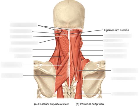 Diagram Of Muscles Diagram Posterior Neck Quizlet