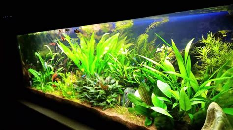Akwarium roślinne ogólne 375l towarzyskie planted tank fish tank