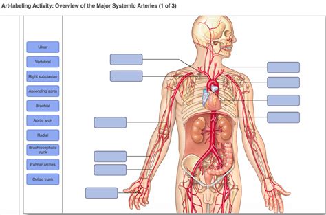Solved Art Labeling Activity Overview Of The Major Systemic Chegg