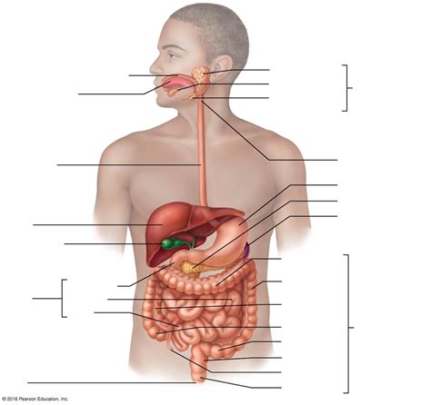 Alimentary Canal Diagram Quizlet