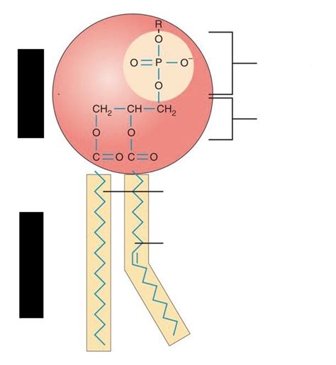 Phospholipid Structure Labeling Diagram Quizlet