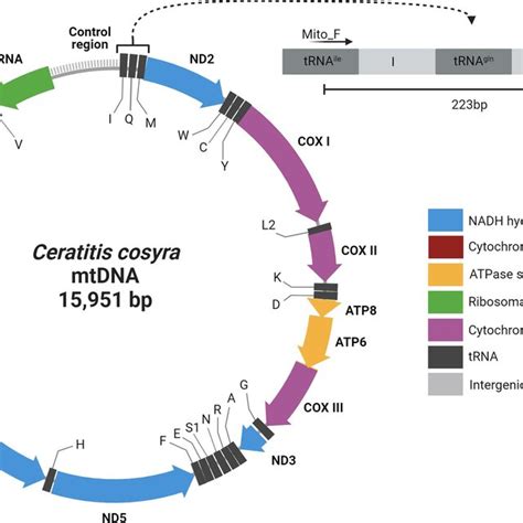 Schematic Representation Of The Complete Mitochondrial Genome Of
