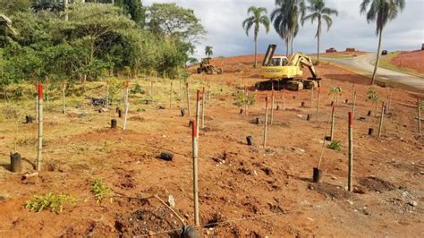Fornecimento e Plantio de Mudas RESILIÊNCIA FLORESTAL