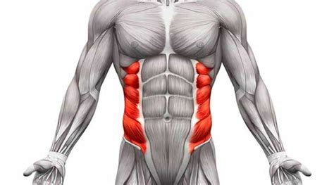 Top Best Oblique Exercises For A Rock Solid And Stable Core