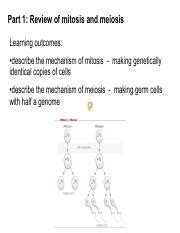 Module Pt Pdf Part Review Of Mitosis And Meiosis Learning