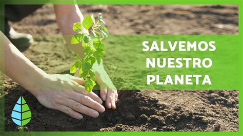 La vital importancia de conservar árboles en áreas rurales Menudo Jardin