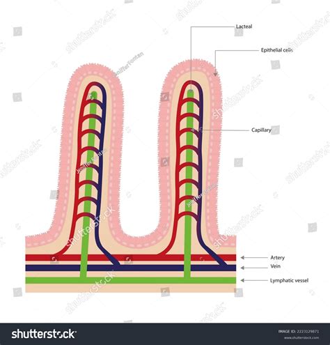 Small Intestine Villus Structure Circulatory System Stock Illustration