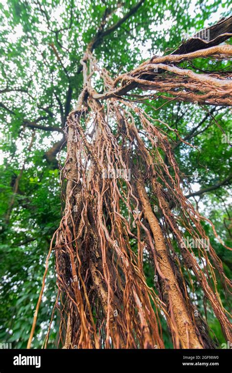 Vertical Nature Stock Image Of Hanging Brown Roots Of A Big Banyan Tree