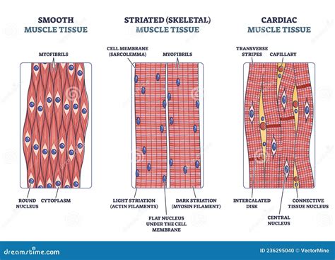 Muscle Tissue With Smooth Striated And Cardiac Examples Outline