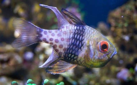 Best Saltwater Fish For Beginners How To Start Your Aquarium And More