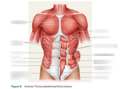 Abdomen Diagram Quizlet