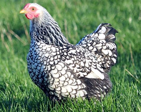 Ce quil faut savoir sur les différentes races des poules Poulailler