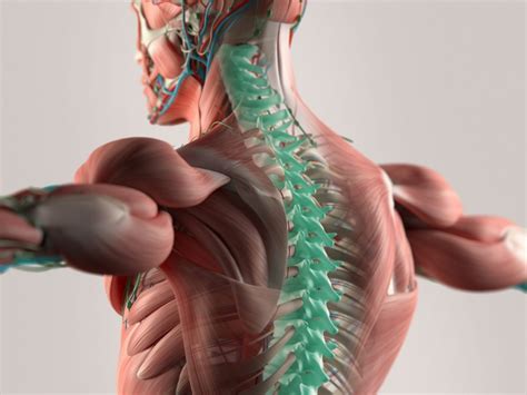 Musculoskeletal Medicine Columbia MD Patapsco Integrative Medicine