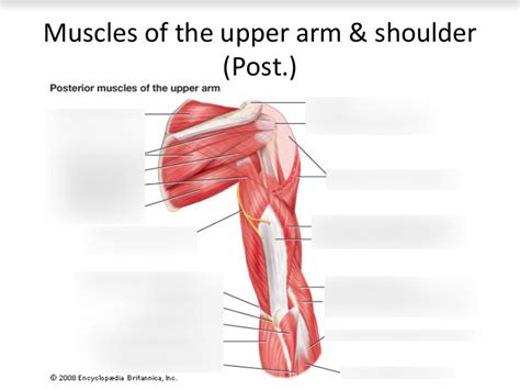 Muscles Of The Upper Arm Shoulder Posterior Shoulder To Elbow