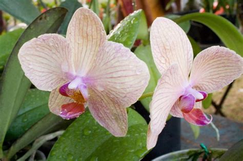 Orchideen Bewässerung So machen Sie alles richtig