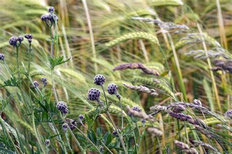 Natura Zakład Kwiaty Darmowe zdjęcie na Pixabay Pixabay