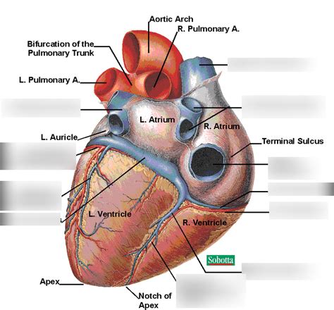 Heart Anatomy Posterior View Diagram Quizlet