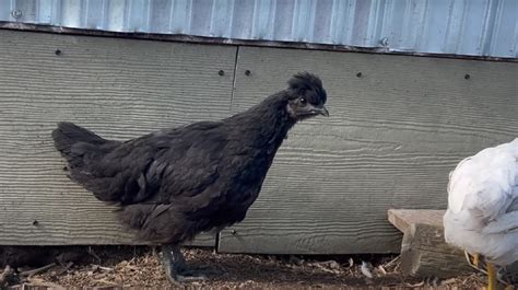 The Complete Mystic Onyx Chicken Profile