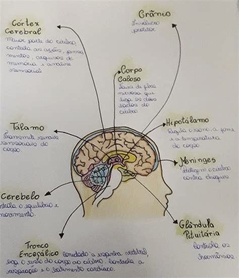 Mapa Mental Neuro Neuroanatomia E Neurofisiologia The Best Porn Website