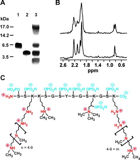 Self Assembly Of Highly Phosphorylated Silaffins And Their Function In