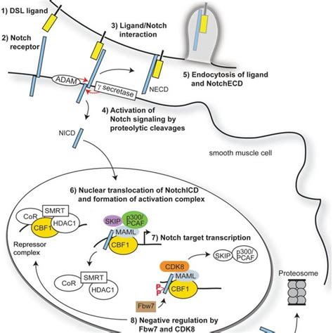 Pdf Molecular Pathways Of Notch Signaling In Vascular Smooth Muscle Cells