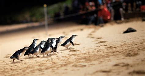 Phillip Island Entrada general para el Desfile de los Pingüinos