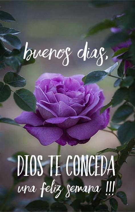 Feliz inicio de Semana Feliz Lunes Feliz Semana Feliz Día Lunes