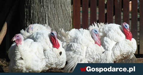 Kolejne Ognisko Ptasiej Grypy W Wielkopolsce Wgospodarce Pl