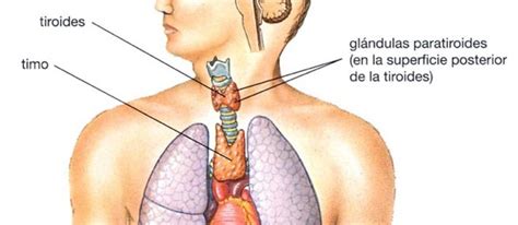 Biologia El Funcionamiento Del Timo