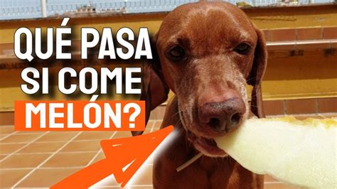Es seguro alimentar a los perros con melón Todo sobre Animales y Bichos