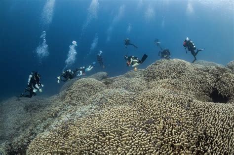 Cientistas descobrem a maior formação de coral do mundo Go Outside