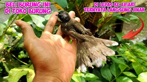 Beli Burung Ini Ditoko Burung Langsung Jinak Kita Masukan Ke Aviary