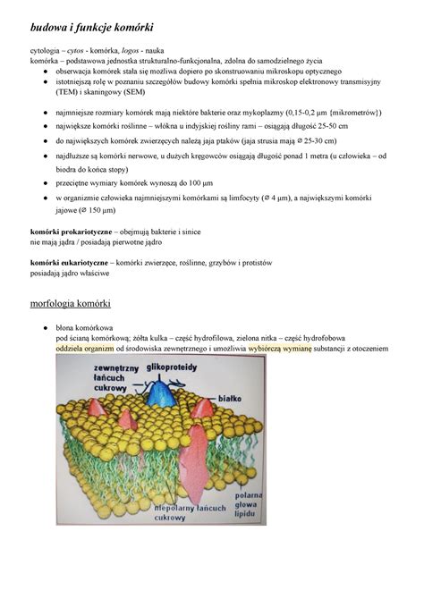 budowa i funkcje komórki budowa i funkcje komórki cytologia cytos