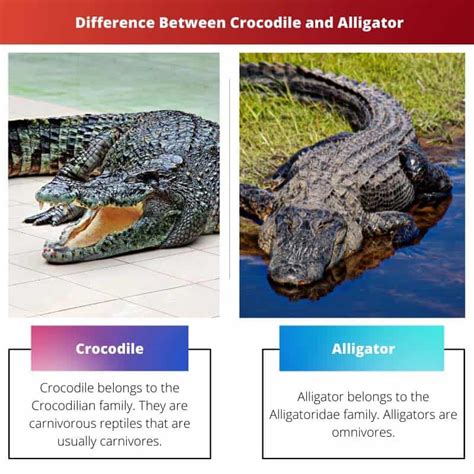Crocodilo vs Jacaré Diferença e Comparação