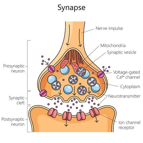 Combinazione Di Sinapsi Nervosa Connessione Chimica Sinaptica