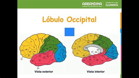 Neuroanatomía Principales Áreas de Brodmann YouTube
