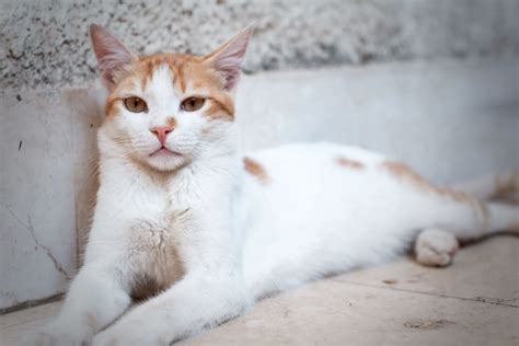 10 choses à savoir sur les chats Aprac fr