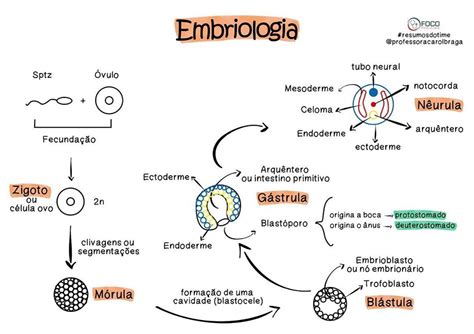 Embriologia Humana