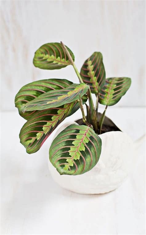 Most Beautiful Houseplants You Never Knew About Balcony Garden Web