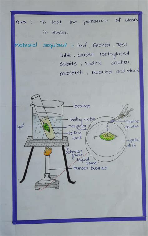 SOLUTION Lab Activity To Test The Presence Of Starch In Leaves