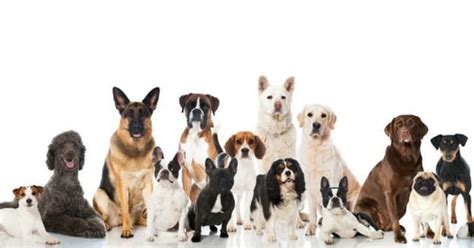 Choix Du Chiot Comment Choisir Son Chien