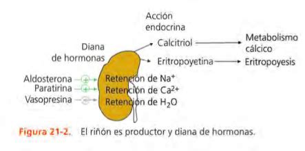 Enfermedad Renal Mind Map