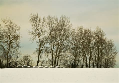 Winterlandschaft Winter Bäume Kostenloses Foto auf Pixabay Pixabay