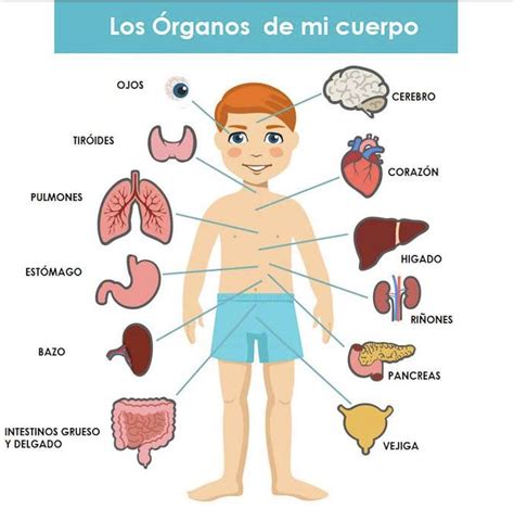 Les Organes Du Corps Puzzle En Ligne