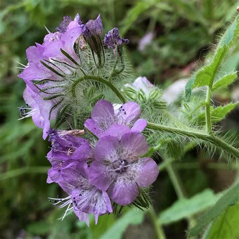 Caterpillar Phacelia La Native Plant Source