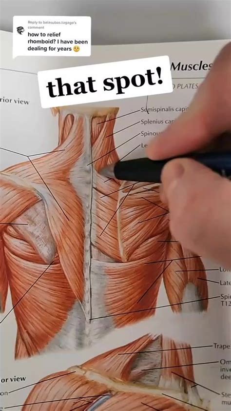 Rhomboid Stretch For Upper Back Relief