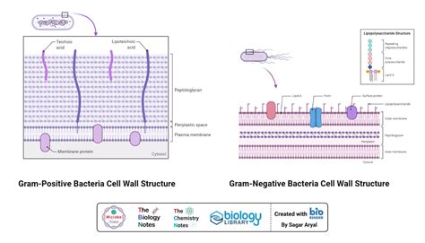 Gram Staining Principle Reagents Procedure Steps Results