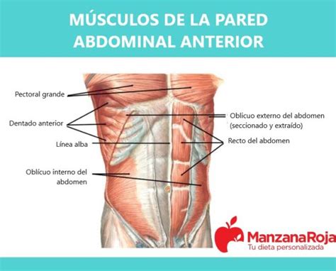 Anatomía Abdominal Función y Ejercicios Manzanaroja Dieta