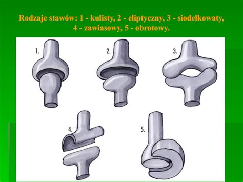 wprowadzenie do osteologii презентация доклад проект